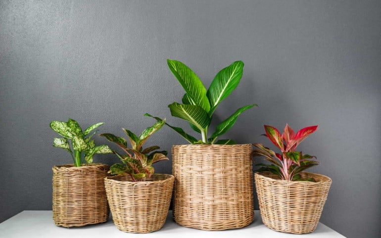 18 Plants That Help You Sleep: The Complete Botanical Guide